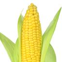 Corn | Discord Me
